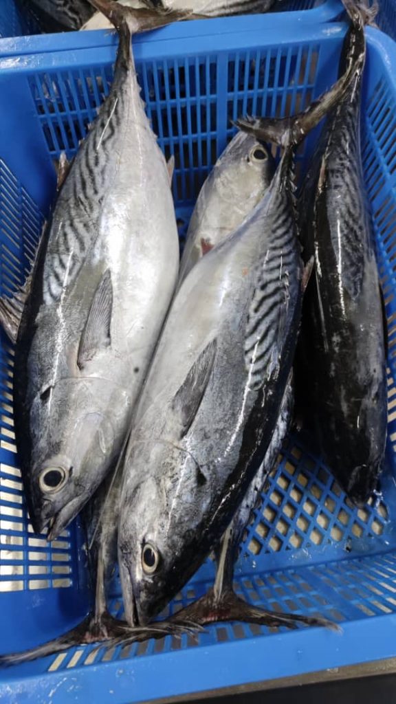 Bonito – Ocean Fresh