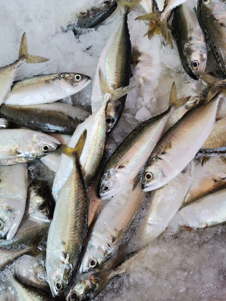 Mackerel – Ocean Fresh