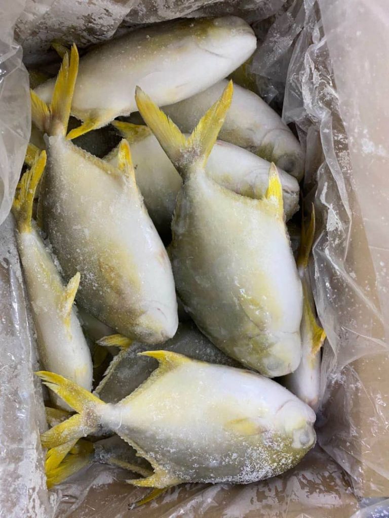 Pomfret – Ocean Fresh